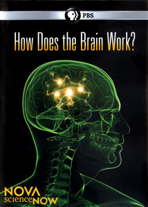HOW DOES THE BRAIN WORK? - Social Studies